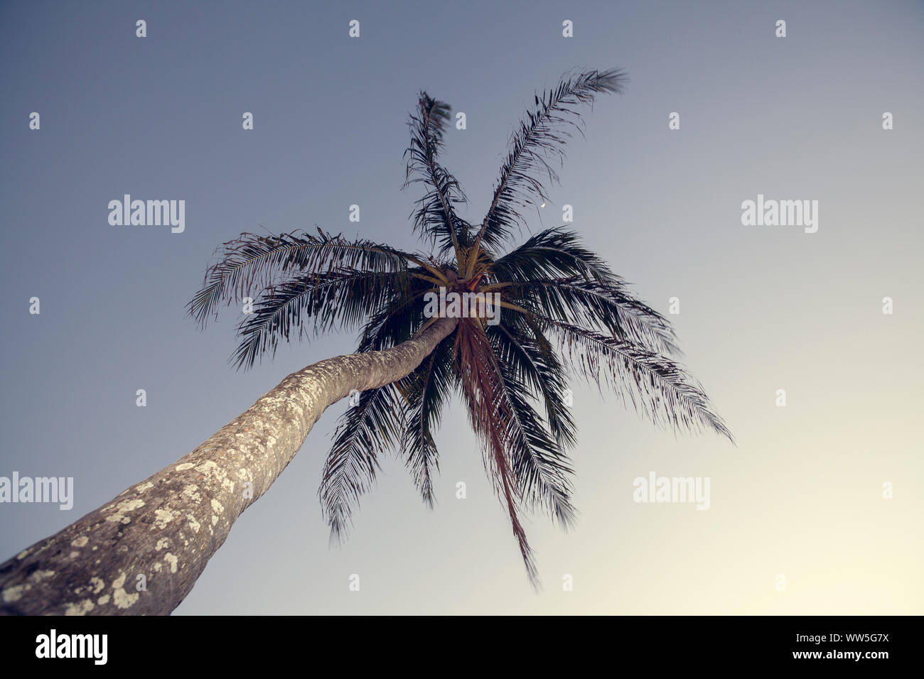 Coconut tree, Cocos nucifera, Kauai, Hawaii, USA Stock Photo - Alamy
