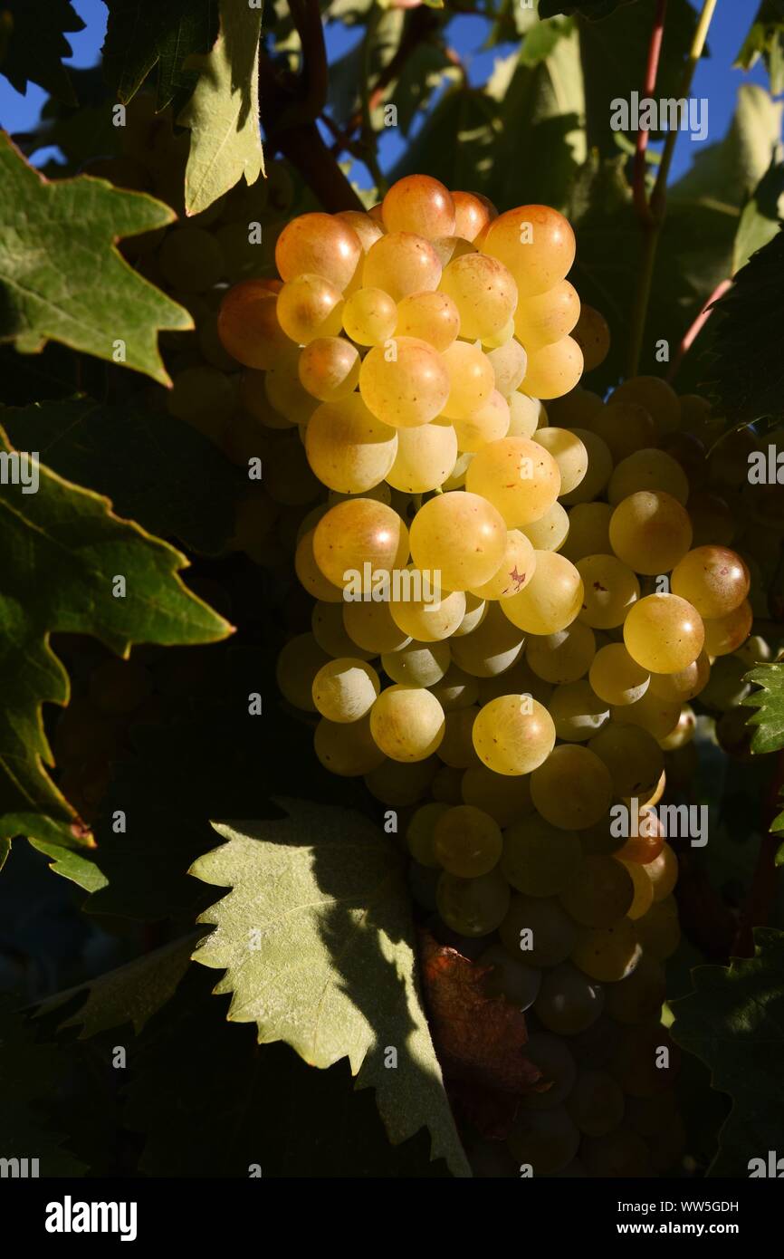 grapes of vineyards in autumn in Greece Stock Photo - Alamy