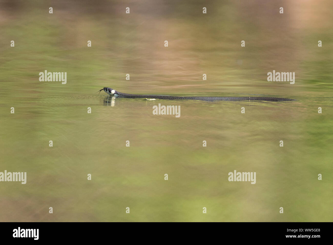 Ring snake, Natrix natrix, swimming Stock Photo - Alamy