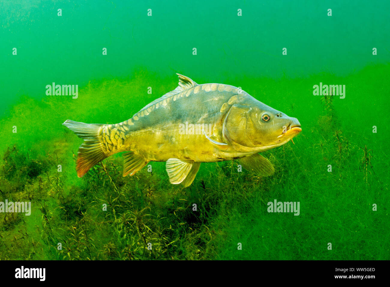 Carp, Cyprinus carpio, fish, freshwater fish, Baden-Wuerttemberg ...