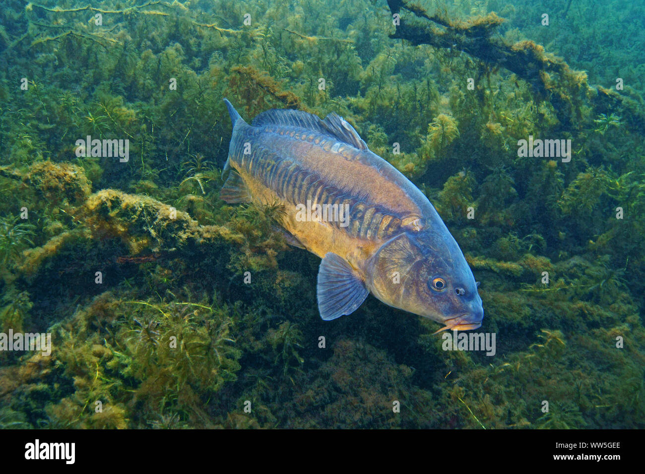 Carp eating plants underwater hi-res stock photography and images - Alamy