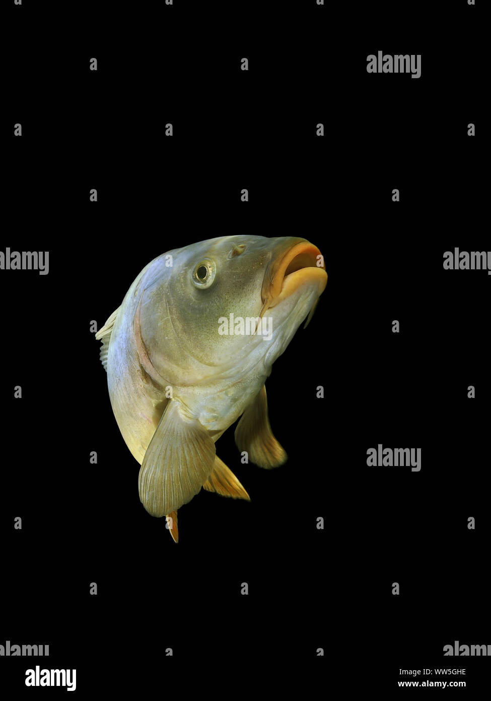 Carp, Cyprinus carpio, fish, freshwater fish, Baden-Wuerttemberg ...