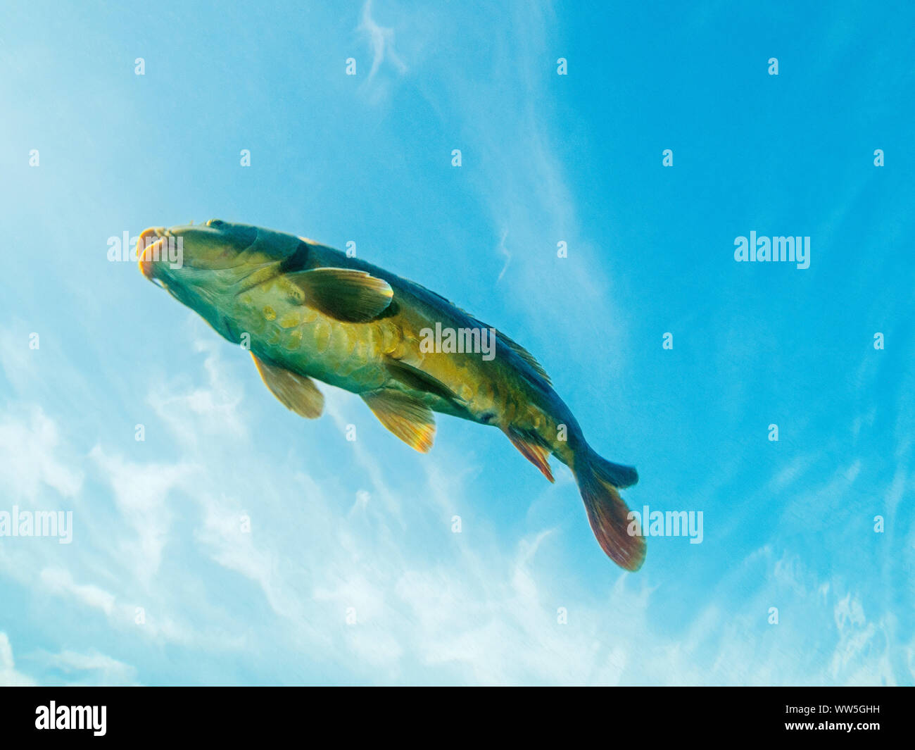 Carp, Cyprinus carpio, fish, freshwater fish, Baden-Wuerttemberg ...