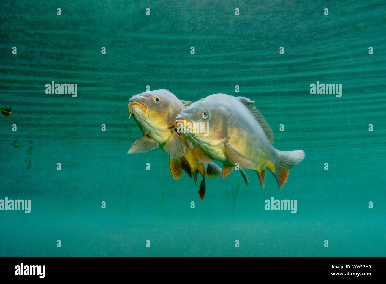 Two freshwater fish hi-res stock photography and images - Alamy