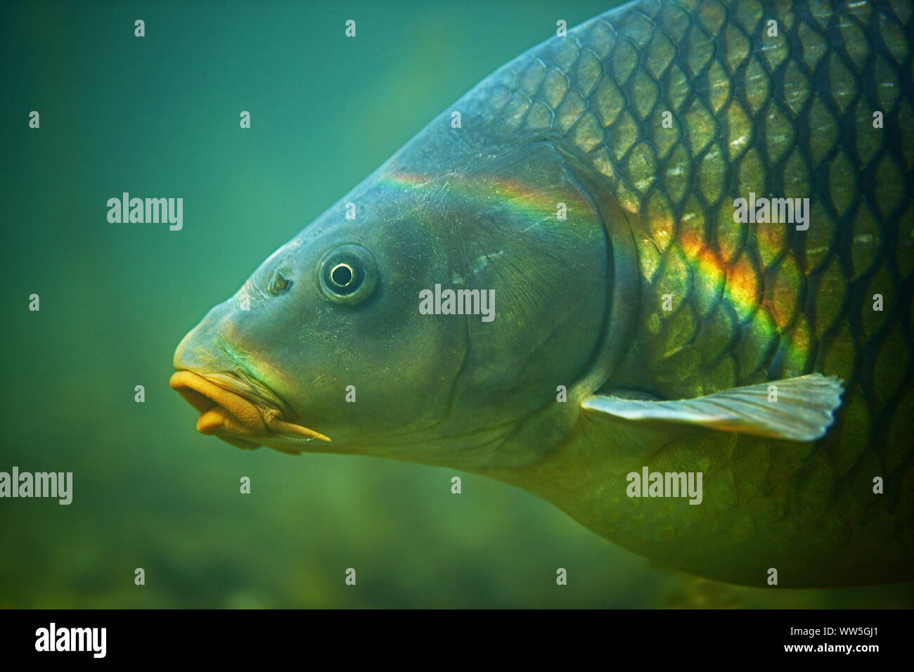 Freshwater Carp Freshwater Carp Fish Photos, Images & Pictures