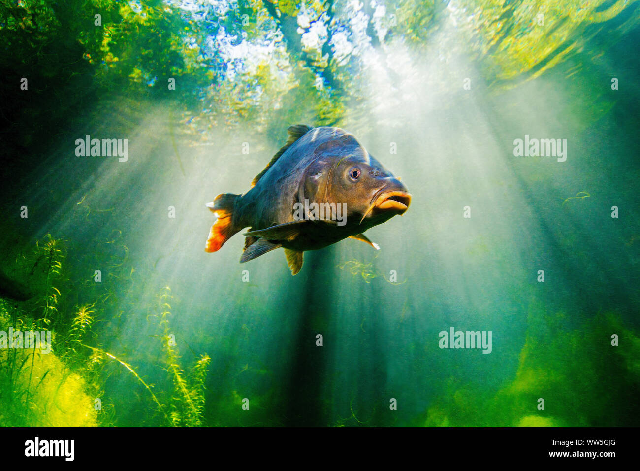 Carp, Cyprinus carpio, fish, freshwater fish, Baden-Wuerttemberg ...