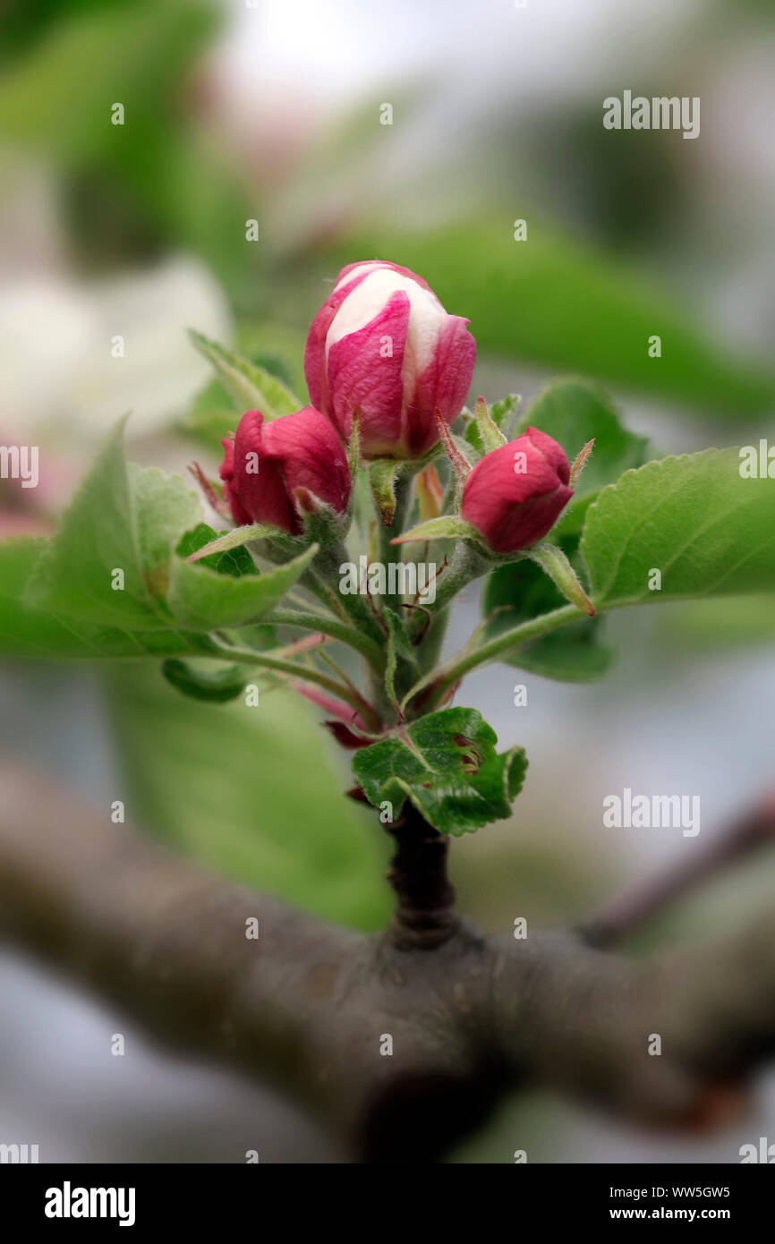 Apple tree blossom and buds Stock Photo - Alamy