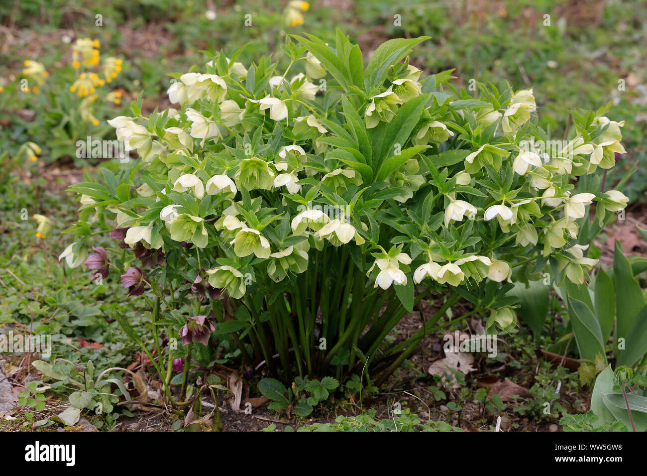 Christmas rose, snow rose, Ranunculaceae Stock Photo - Alamy