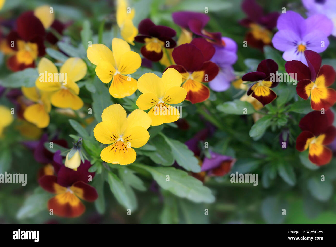 Blossoming pansies in spring Stock Photo - Alamy