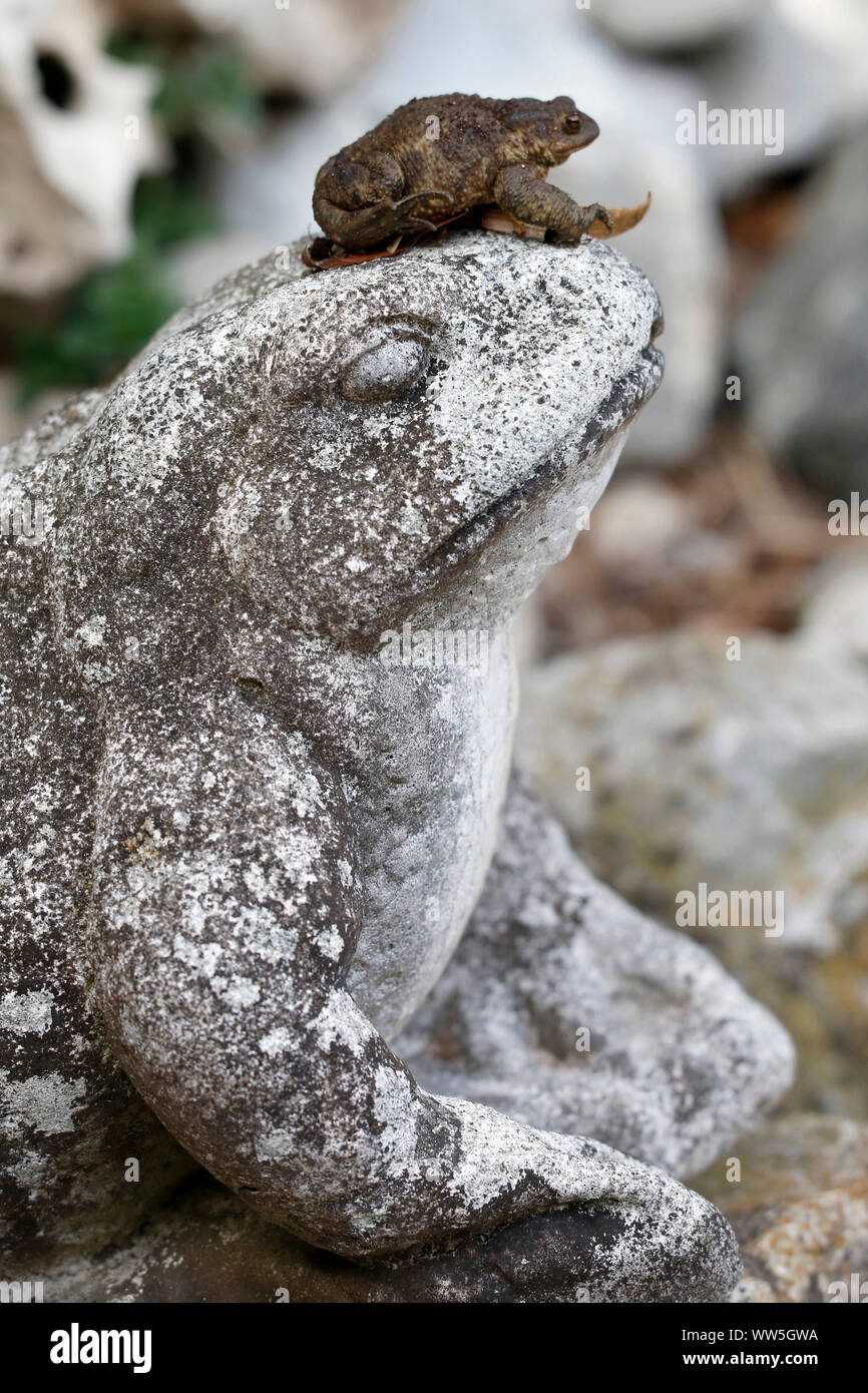 Common toad sitting on toad sculpture Stock Photo - Alamy