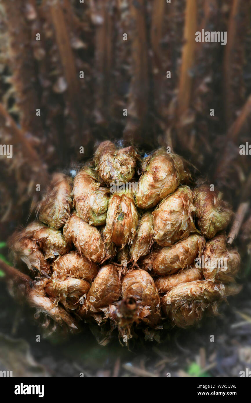 Fern, Polypodiopsida, Filicopsida, young rolled up shoots Stock Photo ...