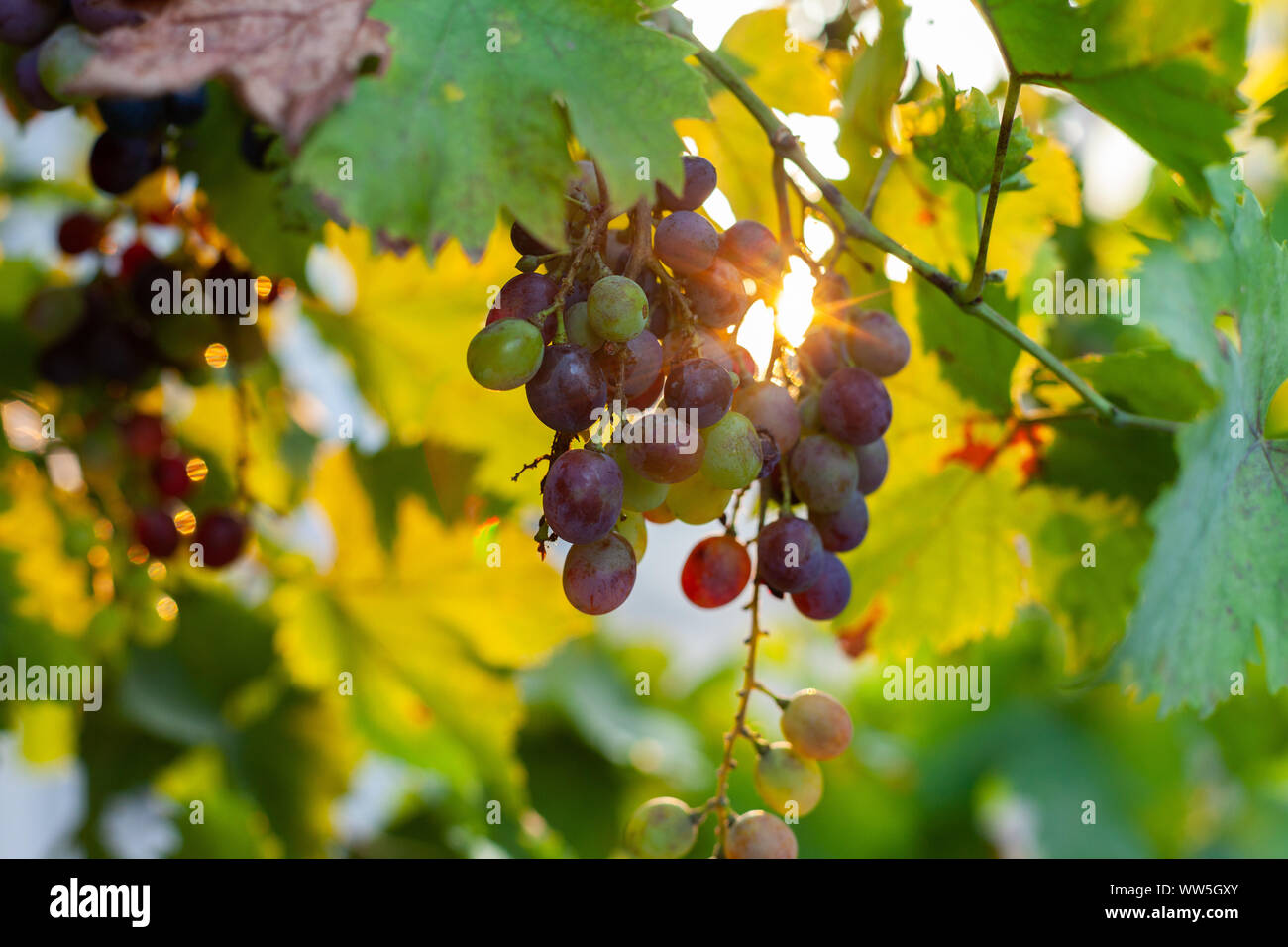 Viticulture sunset white grapes hi-res stock photography and images - Alamy