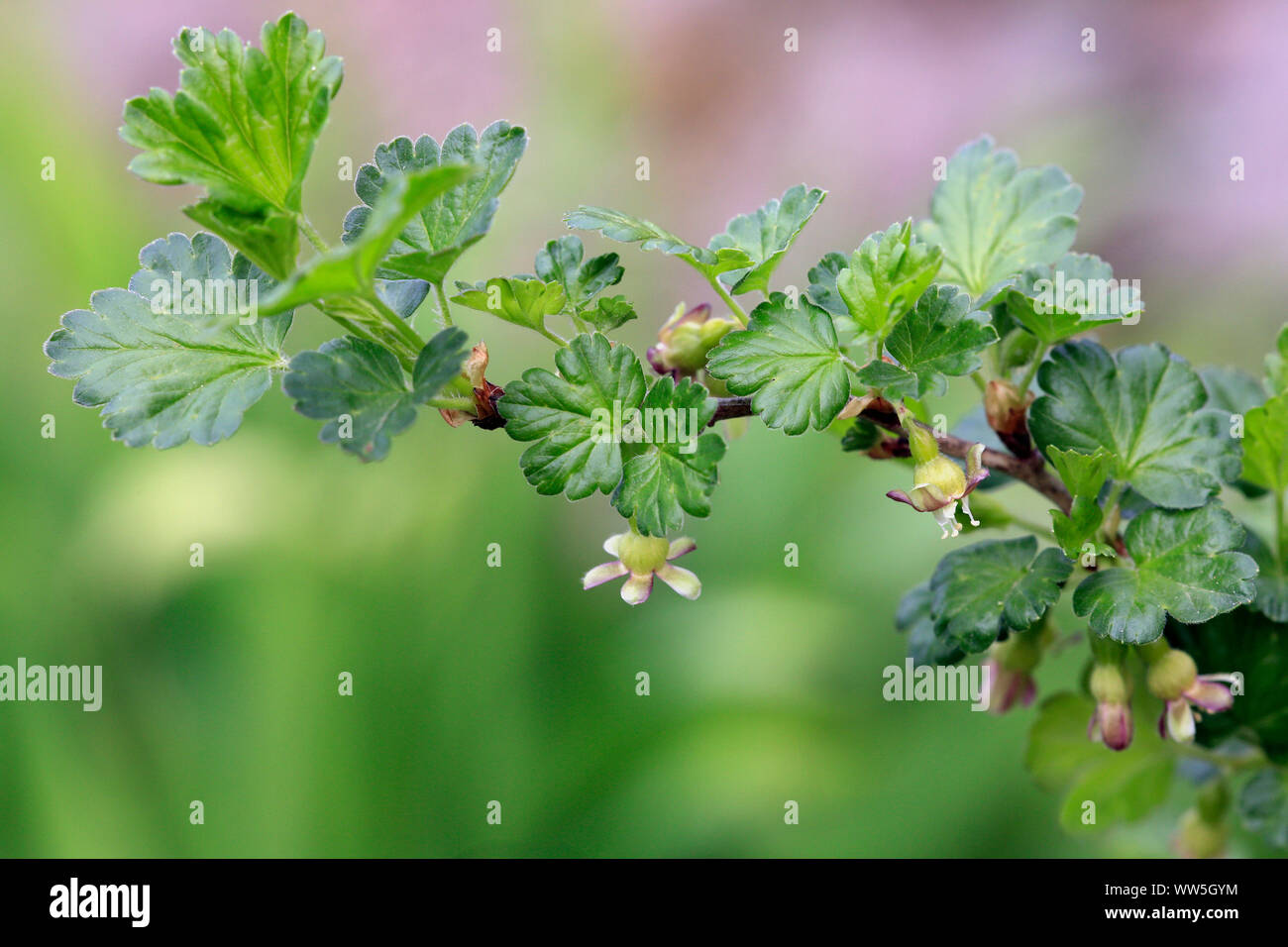 Junifer hi-res stock photography and images - Alamy