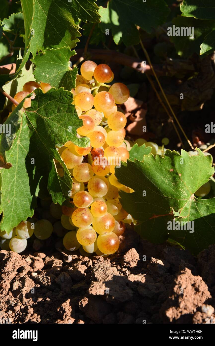 grapes of vineyards in autumn in Greece Stock Photo - Alamy