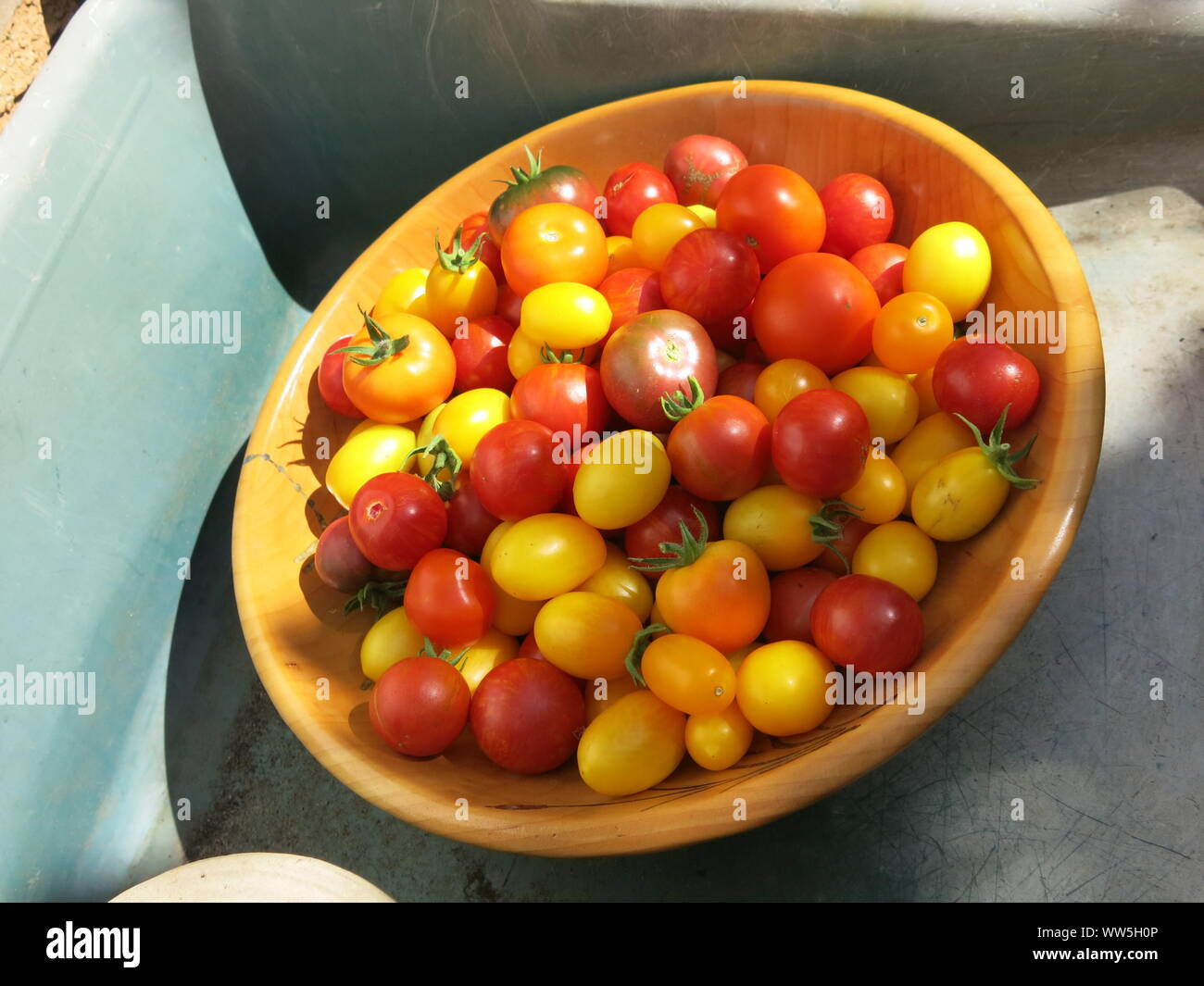 A large bowl of healthy red, yellow and orange sweet tomatoes, a bumper ...