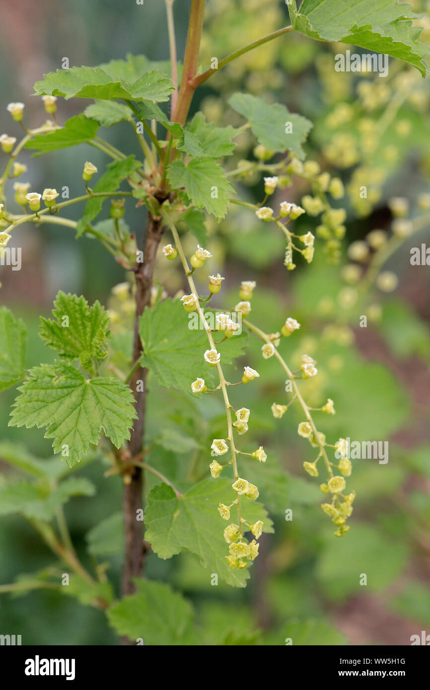 White currant, blossoms, Ribes rubrum Stock Photo - Alamy
