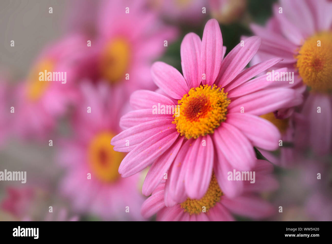 Beautiful marguerite tree in flower hi-res stock photography and images ...