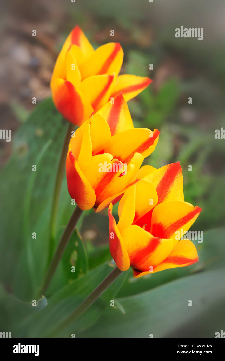 Daisy and tulips hi-res stock photography and images - Alamy