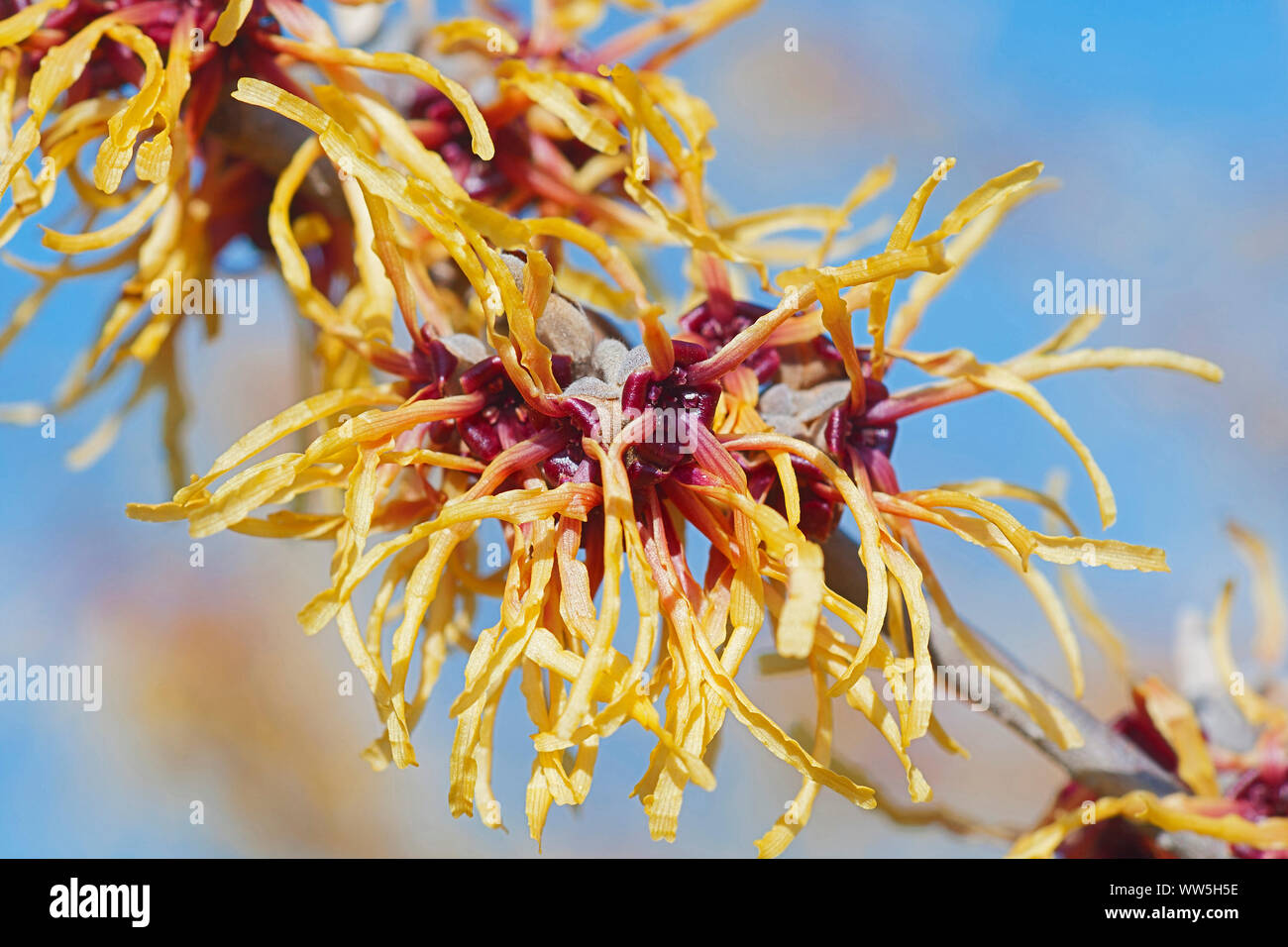 Witch hazel, Hamamelis cultivar, Yellow coloured plant growing outdoor ...