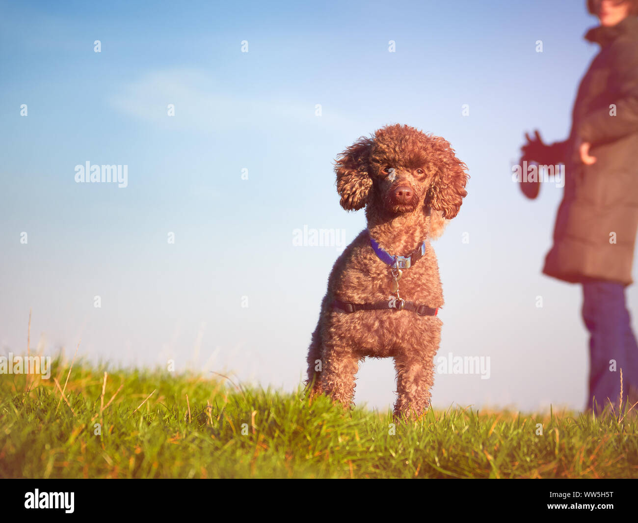 A miniature poodle out for a walk at sunset on a green grass field with ...