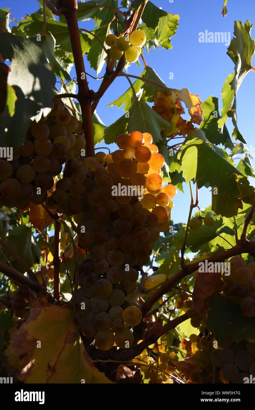 grapes of vineyards in autumn in Greece Stock Photo - Alamy