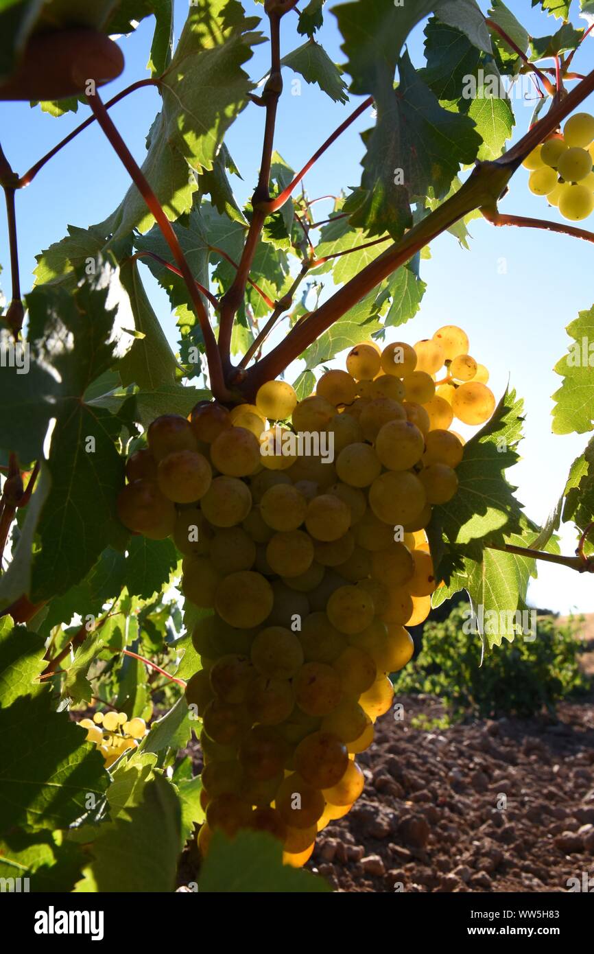 grapes of vineyards in autumn in Greece Stock Photo - Alamy