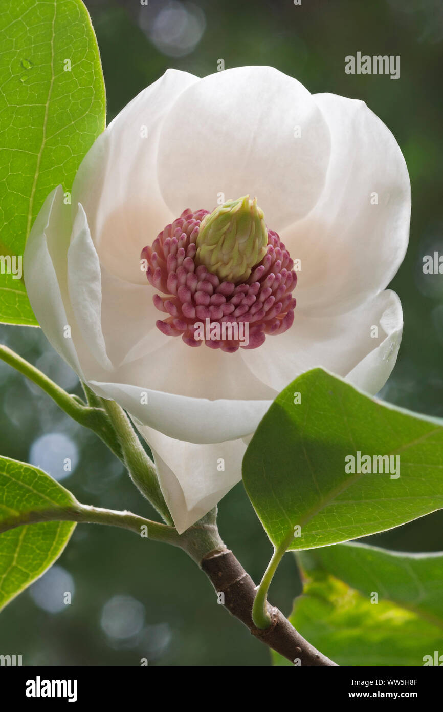 Magnolia sieboldii ‘colossus’ hi-res stock photography and images - Alamy