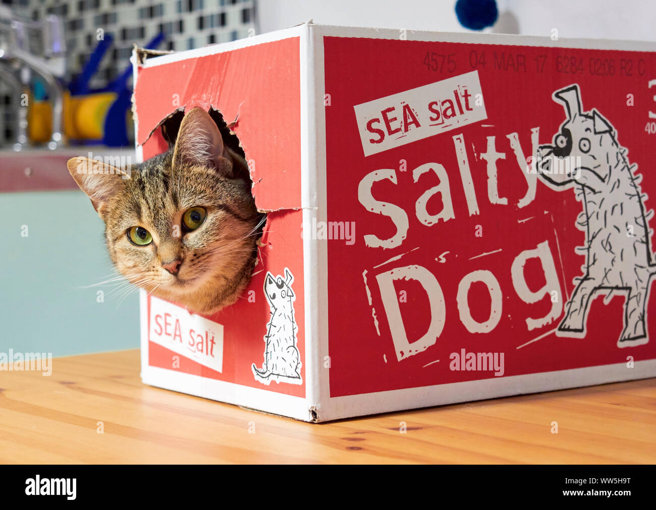 Salty dog hi-res stock photography and images - Alamy