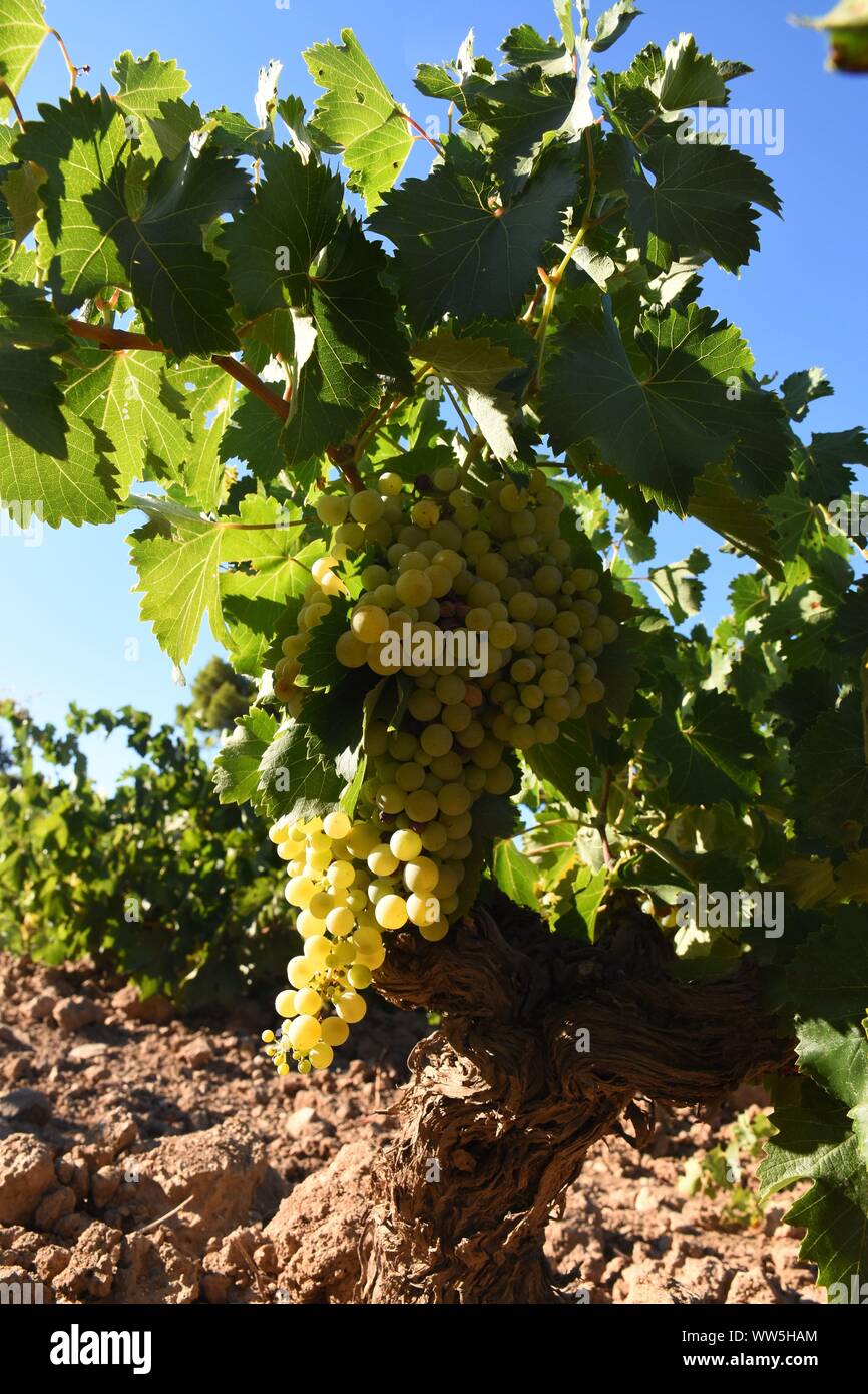 grapes of vineyards in autumn in Greece Stock Photo - Alamy