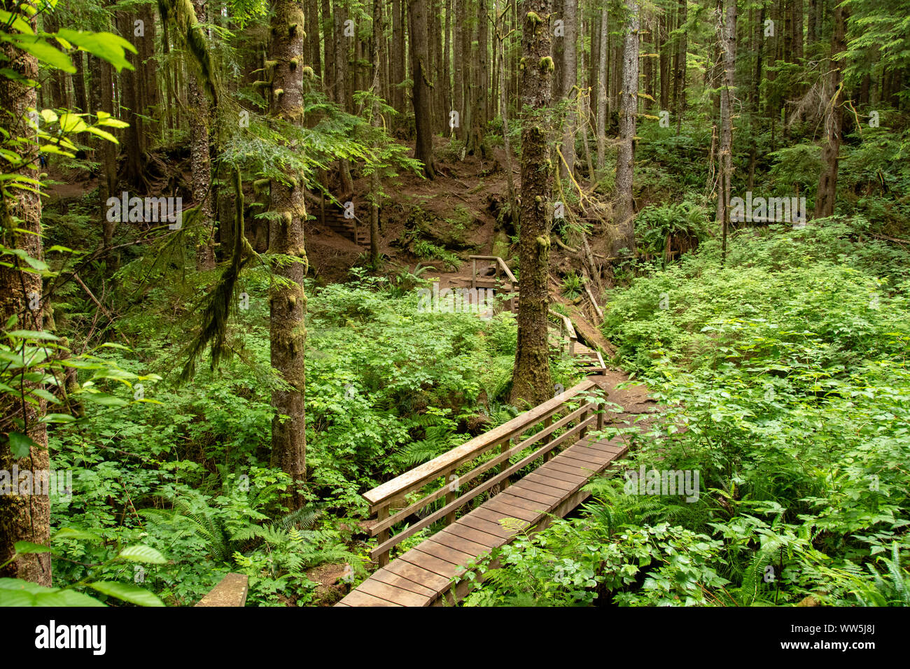 Canada rainforest hi-res stock photography and images - Alamy