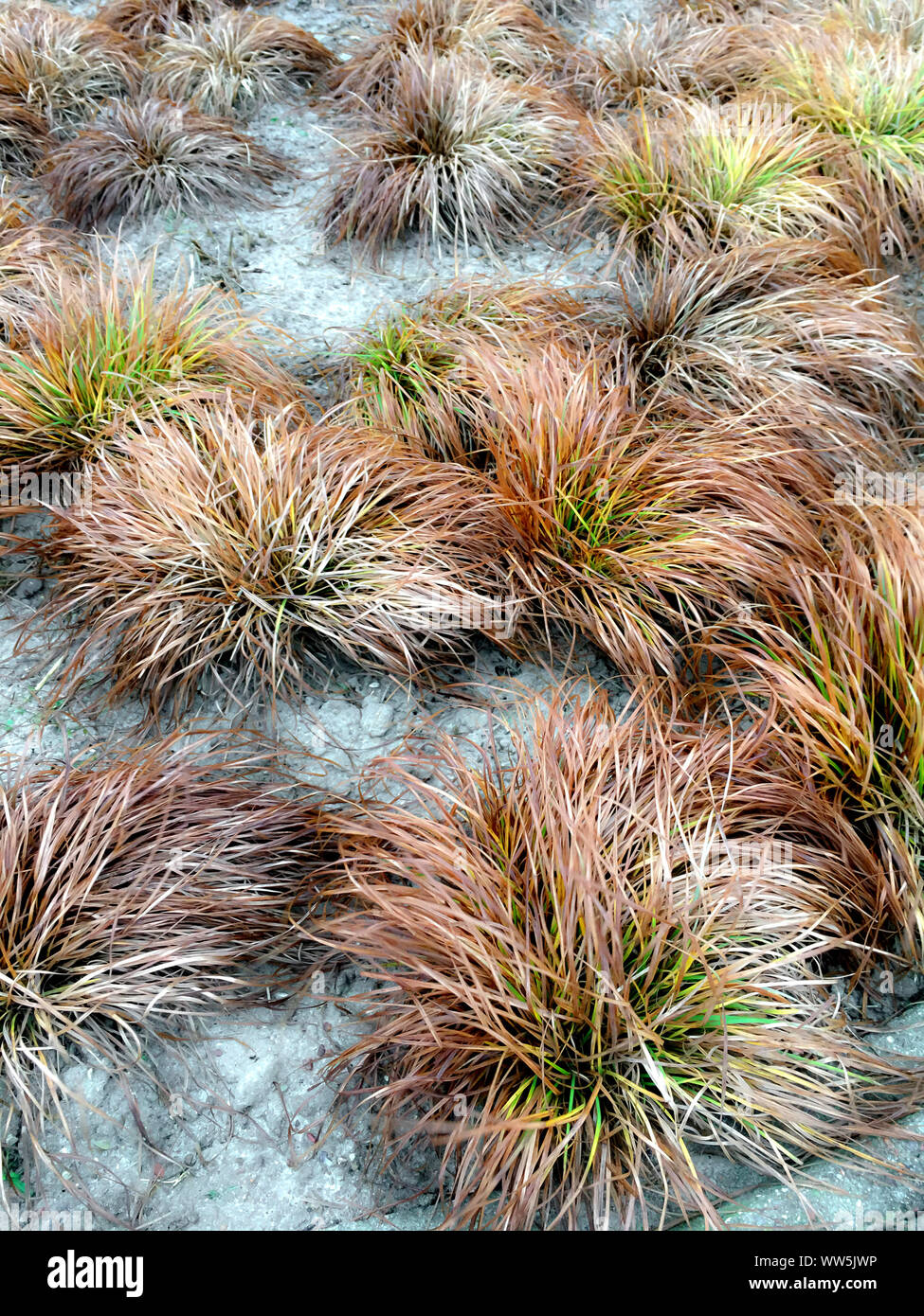 Dune grass in damp hi-res stock photography and images - Alamy