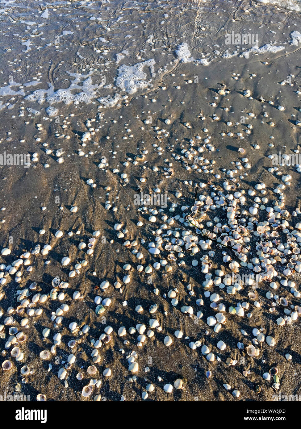 Cockles beach High Resolution Stock Photography and Images - Alamy