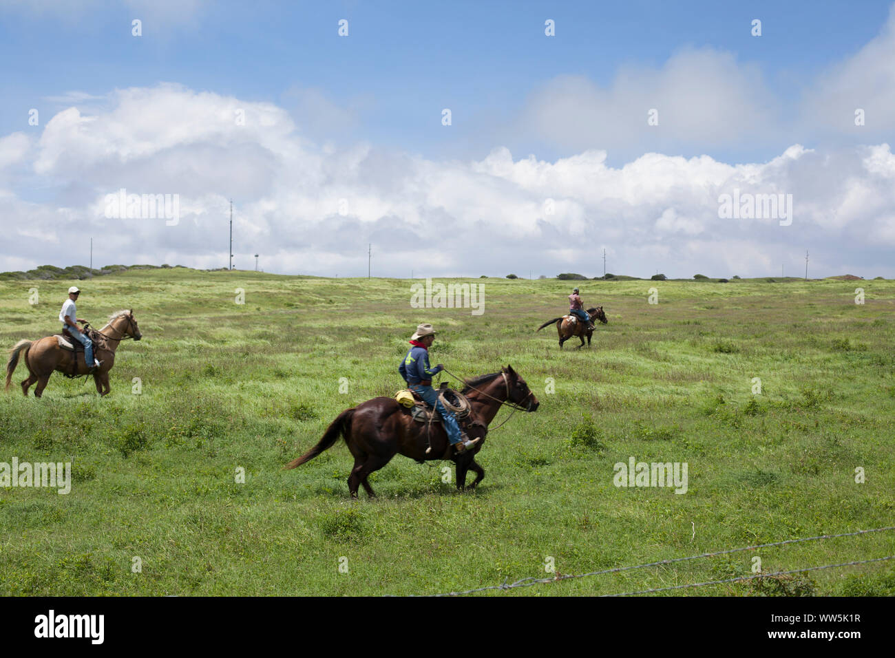 Hawaii big island horses hi-res stock photography and images - Alamy