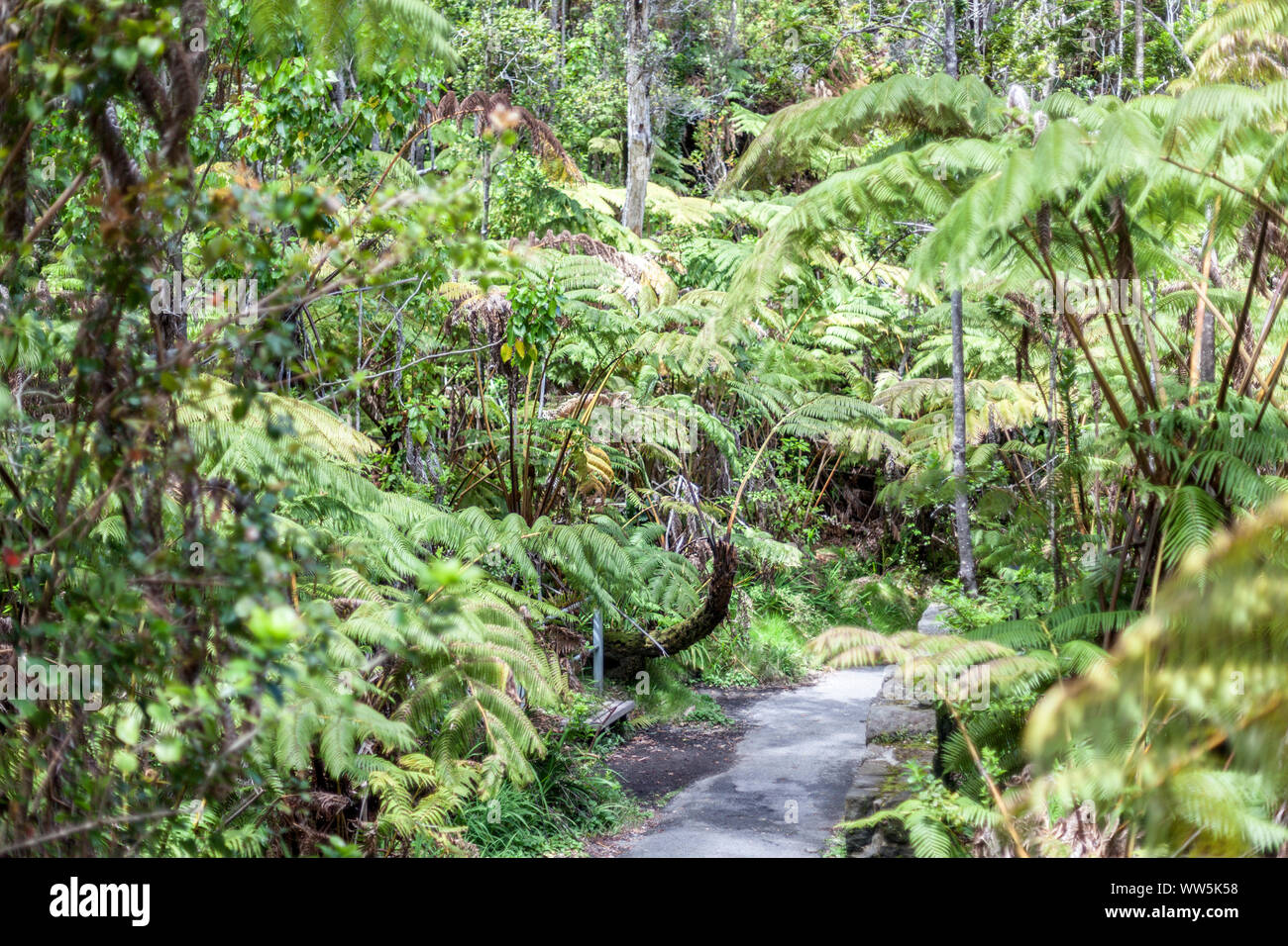 Primeval forest in the Volcanoes National Park, Big Island, Hawaii, USA ...