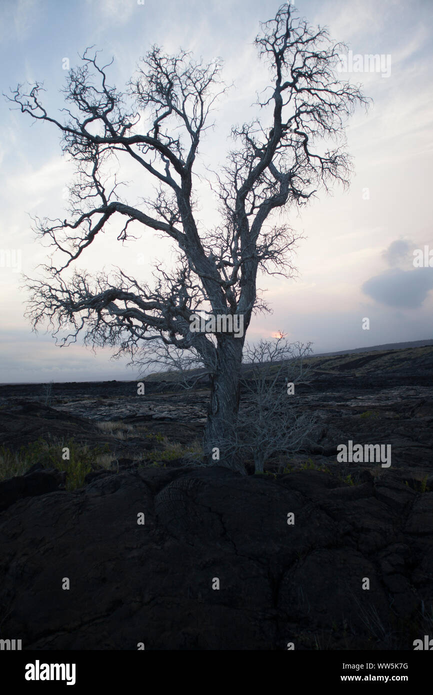Solidified lava and dead tree at sundown, Volcanoes National Park, Big ...