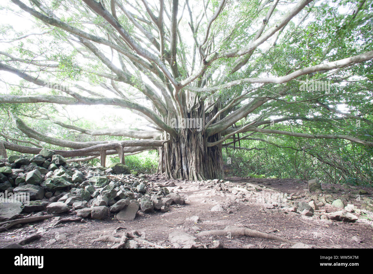 Old maui hawaii hi-res stock photography and images - Alamy