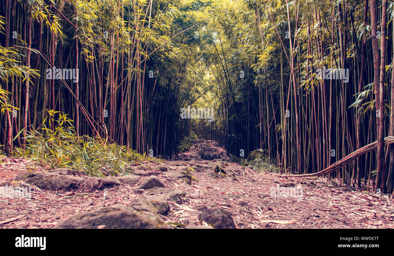 Hawaii rain forest hi-res stock photography and images - Alamy