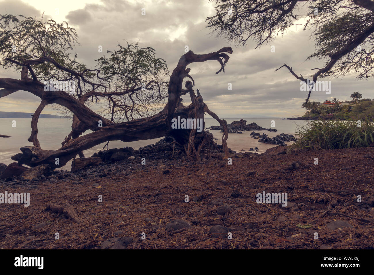 Black beach, fallen tree, Maui Island, Hawaii, USA Stock Photo - Alamy