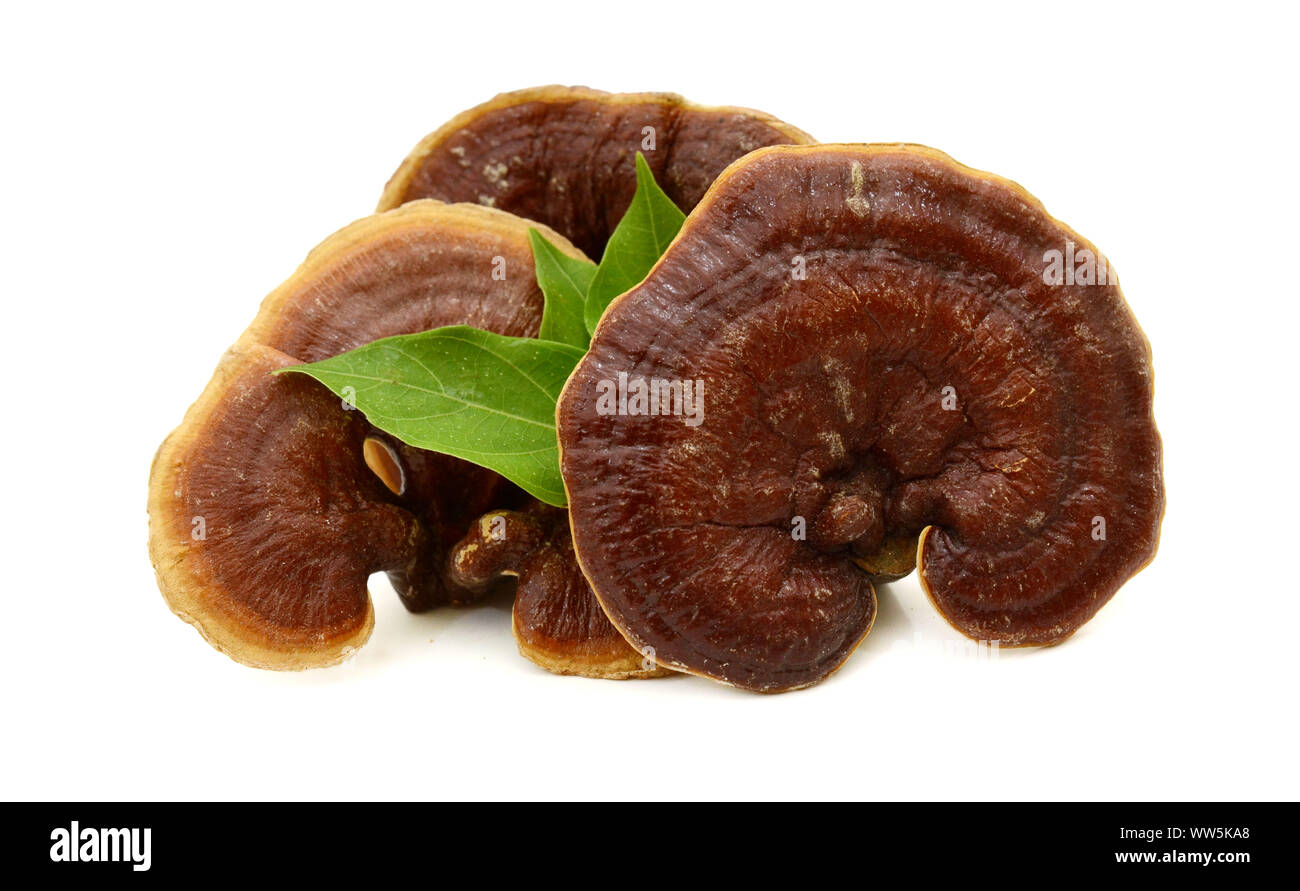 Edible mushroom photos hi-res stock photography and images - Alamy