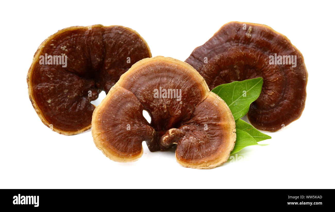 Chinese Lingzhi High Resolution Stock Photography and Images - Alamy