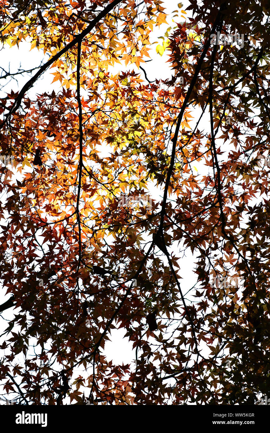 Photography of the tree top and the leaf roof of the Japanese maple in ...