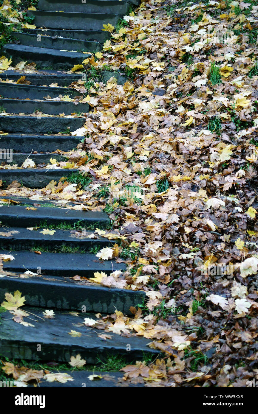 Photography of a way or path with stone stairs in autumn Stock Photo ...