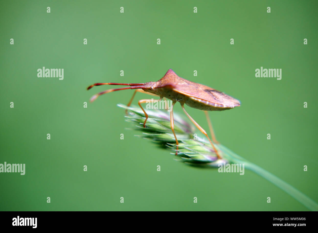 Colorfully bug hi-res stock photography and images - Alamy