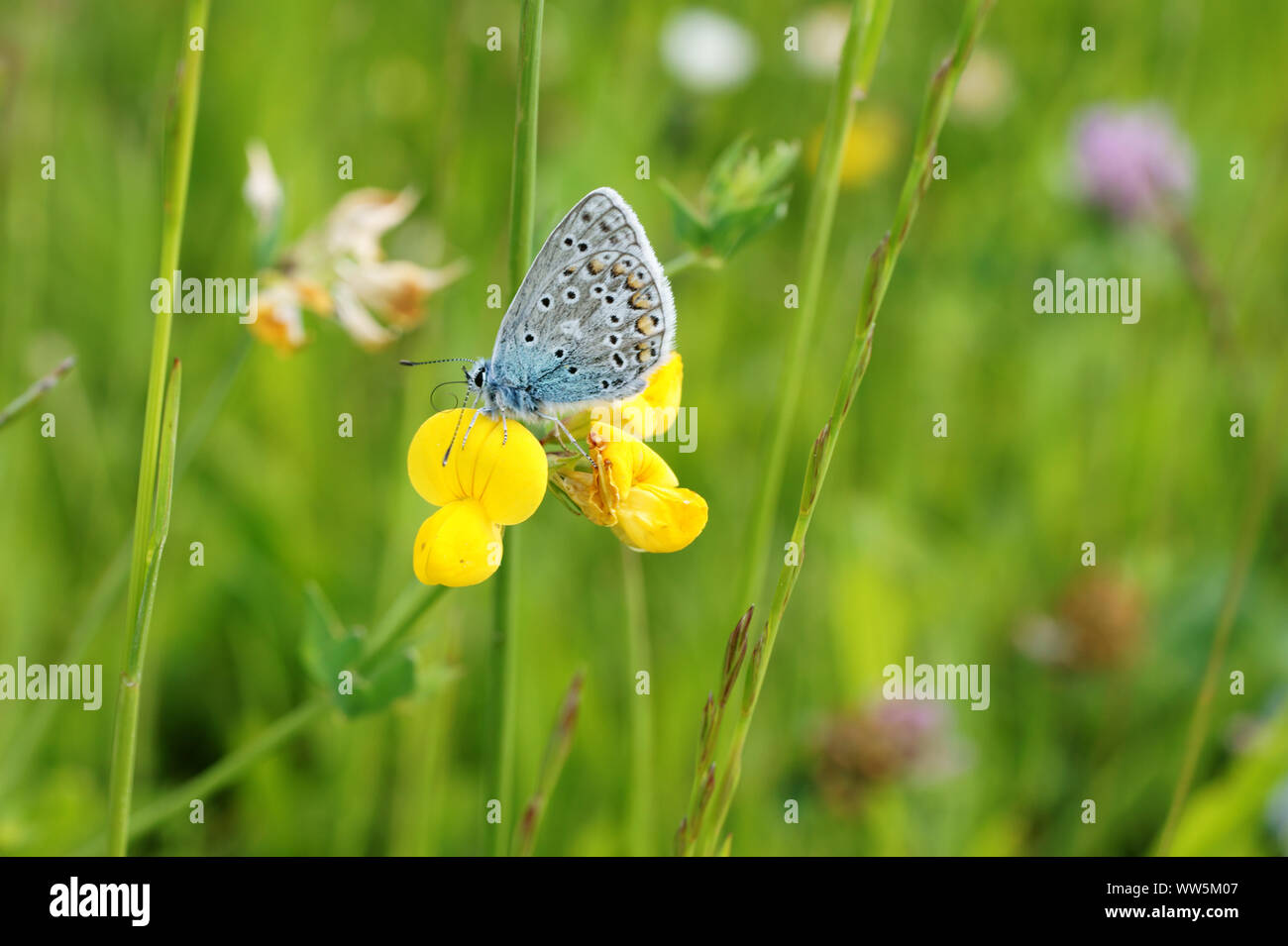 Butterfly, Adonis blue, Polyommatus bellargus, photographed in a meadow ...
