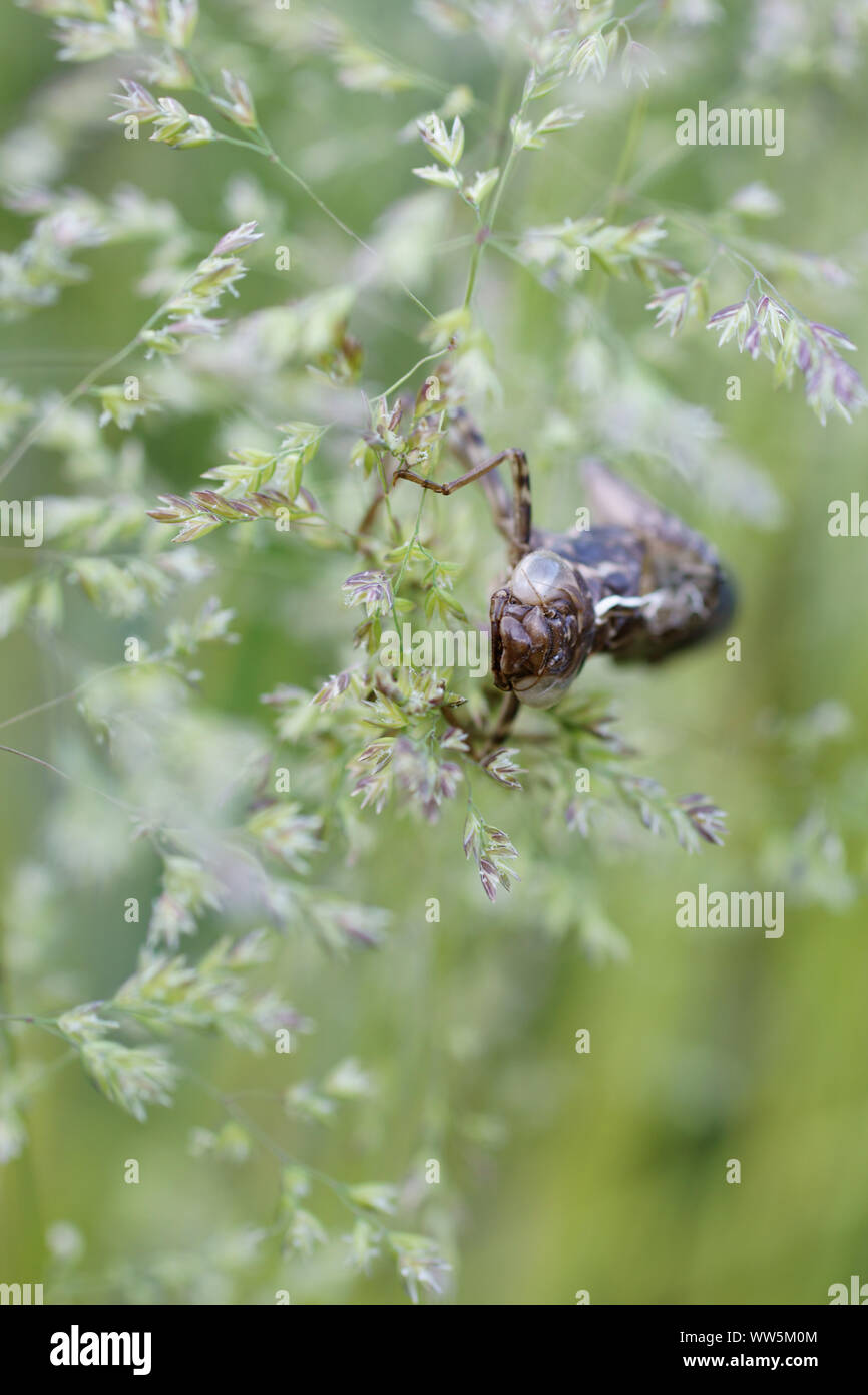 The chitinous exoskeleton of an insect, dragonfly, between grass ...