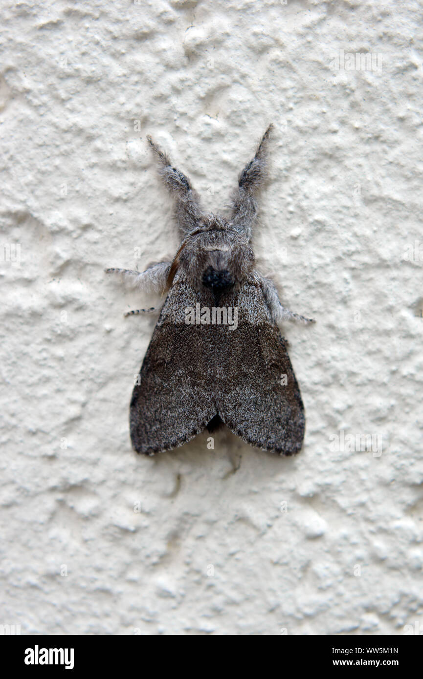 Pale beauty moth hi-res stock photography and images - Alamy
