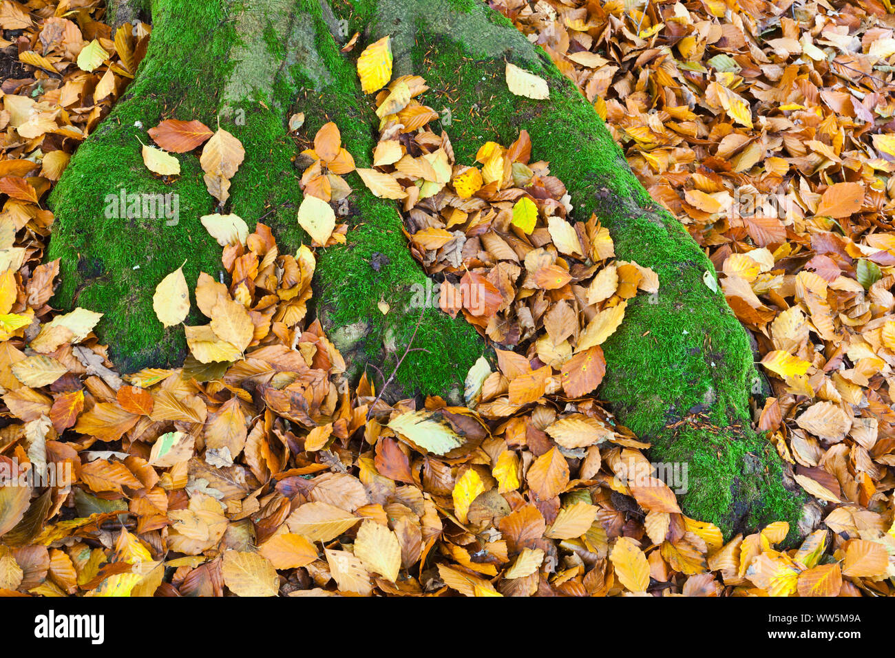 Tree roots with moss and autumn lefs Stock Photo - Alamy