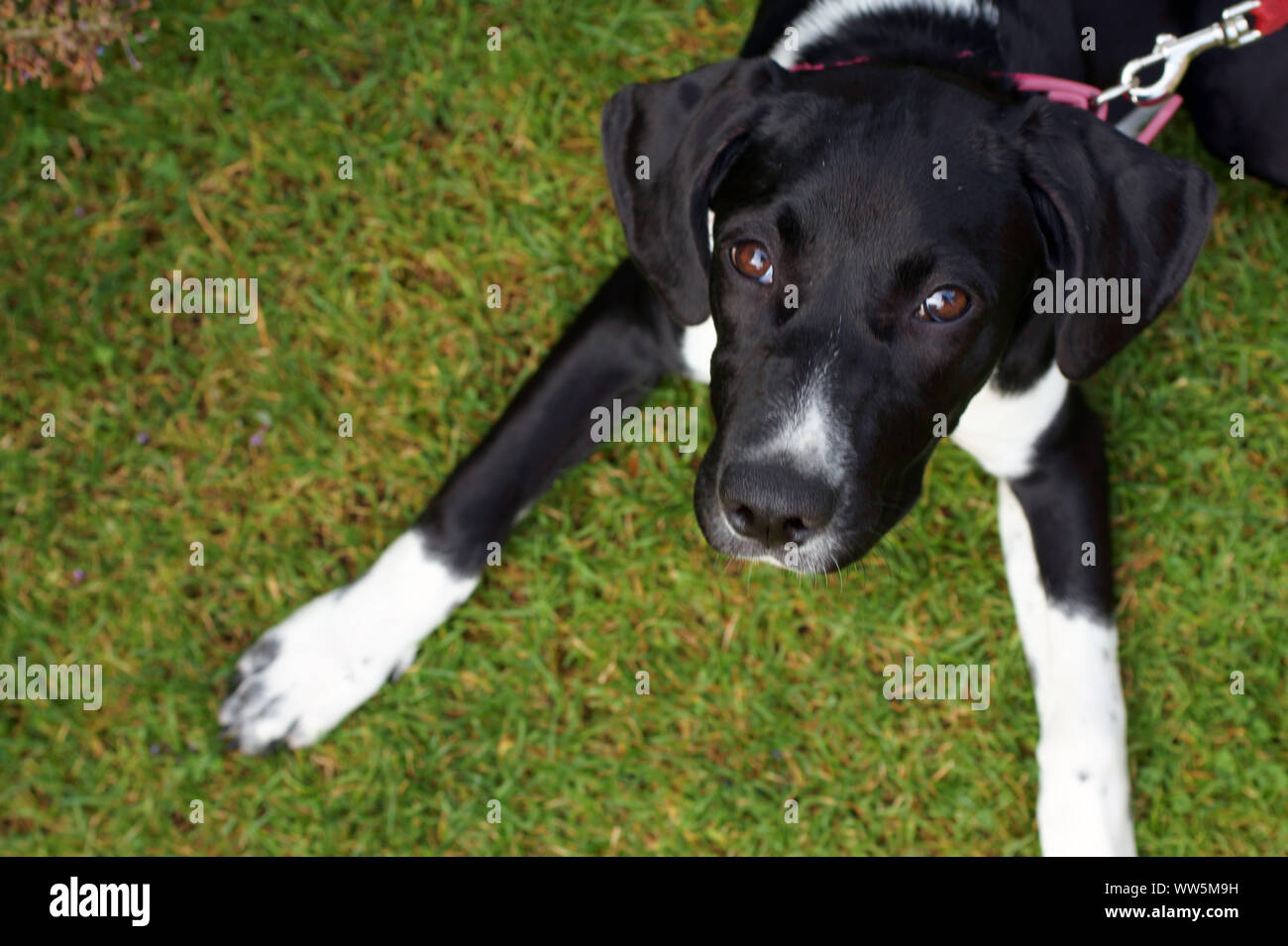 Photography of a young dog, puppy Stock Photo - Alamy