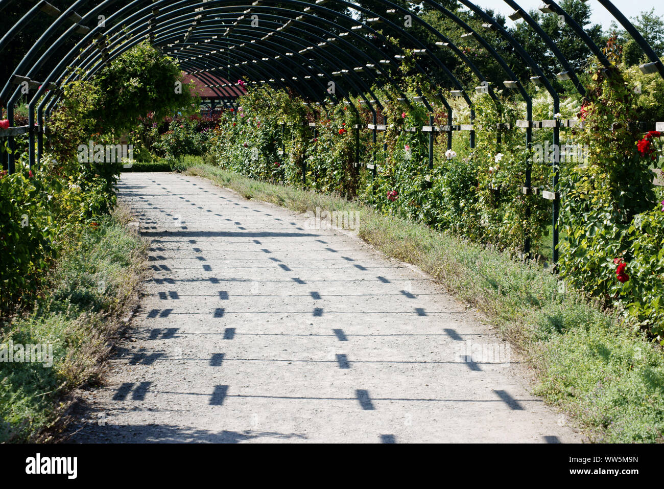Photography of a rose garden with a climbing frame hi-res stock ...