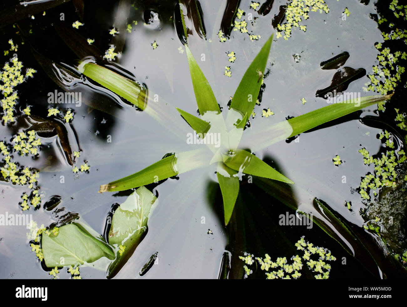 Water soldier plant hi-res stock photography and images - Alamy